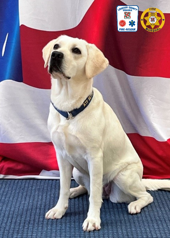 Fire and Rescue welcomes newest explosives detection canine – Blue ...